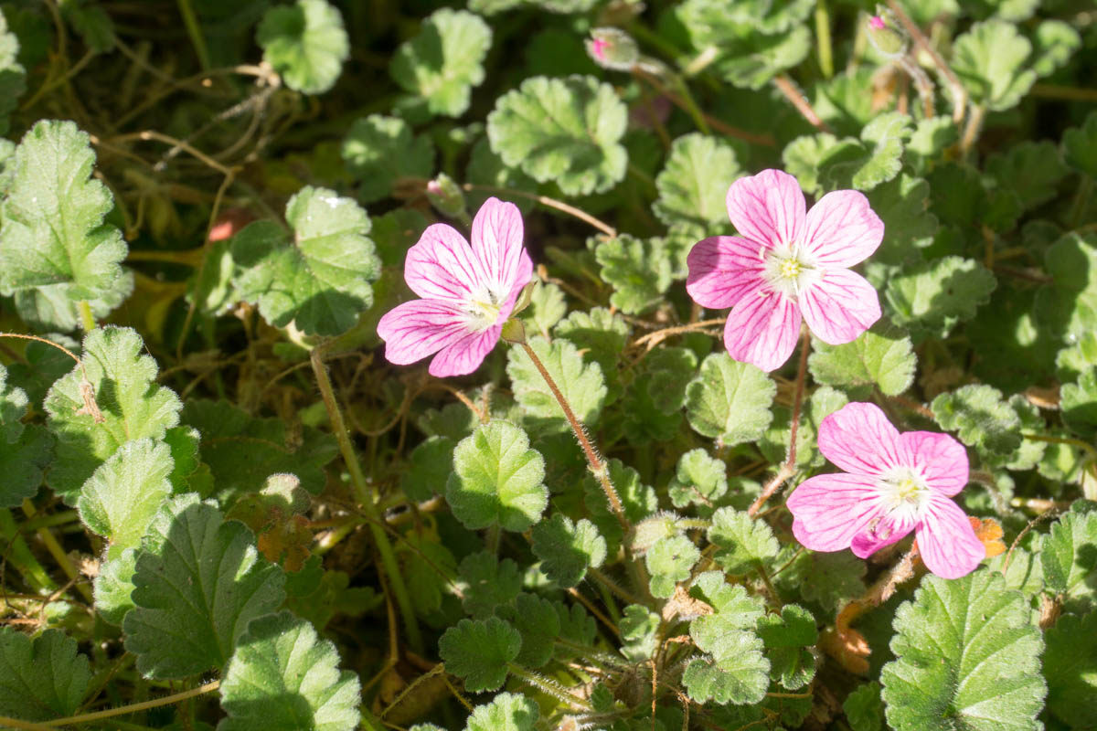 Plantas de Huerta Otea, Salamanca: Geranio alpino (Erodium ...