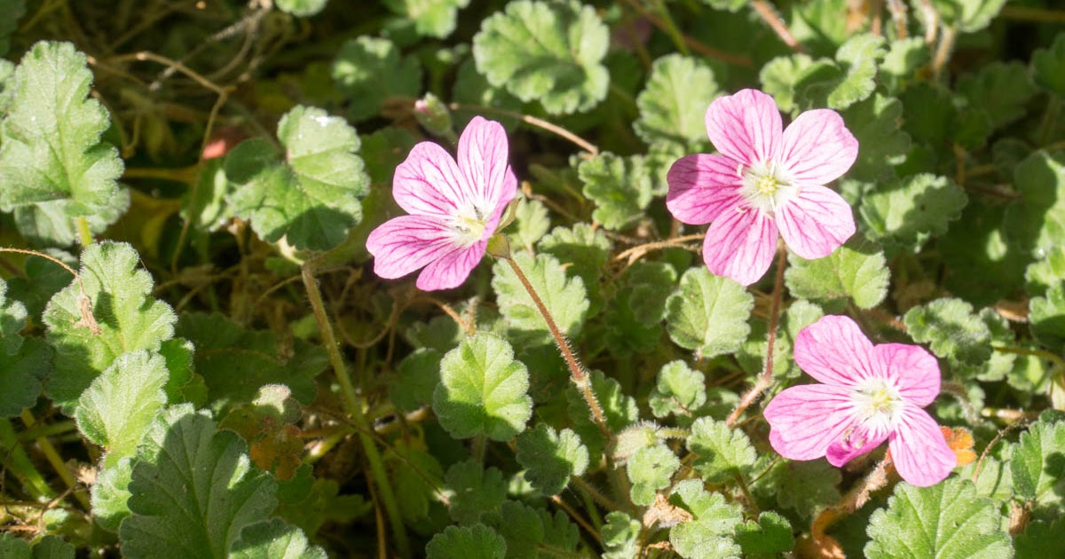 Plantas de Huerta Otea, Salamanca: Geranio alpino (Erodium ...