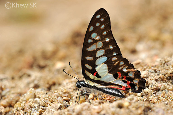 RAJA KUPU KUPU: the Common Jay (Graphium doson evemonides)