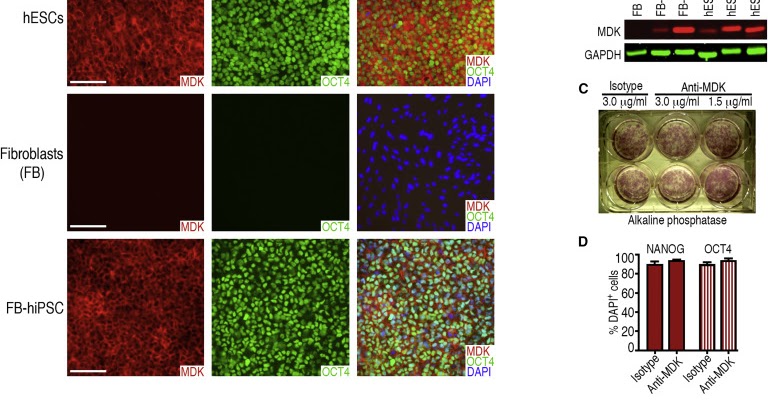 Neuromics: In Depth Analysis of Differentiating Neural Stem Cells