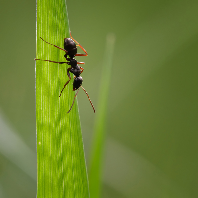 Knuts tips om makrofotografering: Hvordan ta bilder av maur