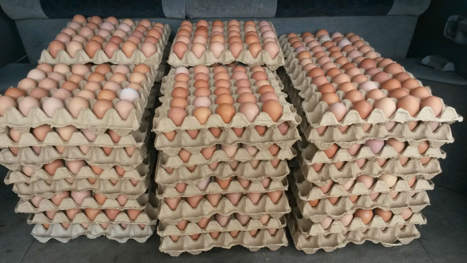 FREBU Poultry Farm: MAYAI YA KIENYEJI