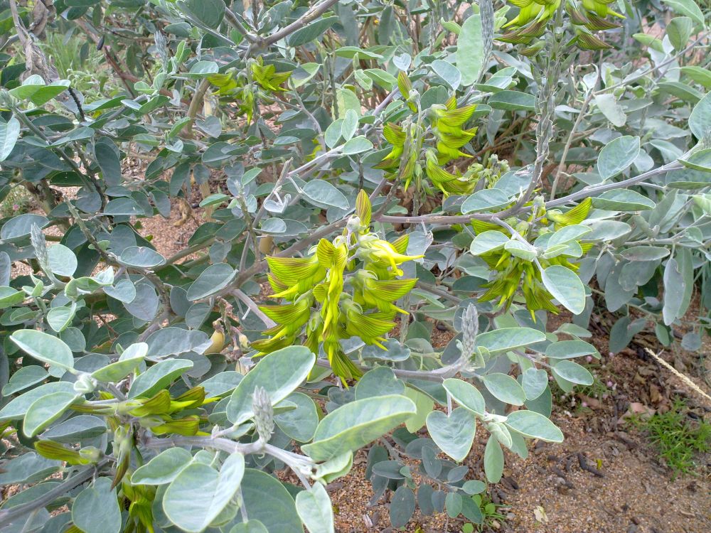 Crotalaria cunninghamii - Alchetron, the free social encyclopedia
