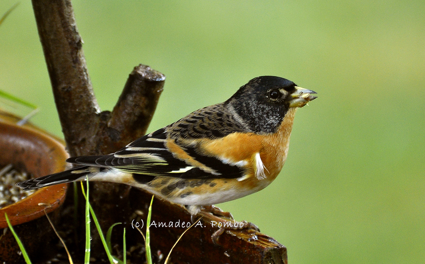 Aves de Baldaio: Pinzón real y otros asiduos del comedero