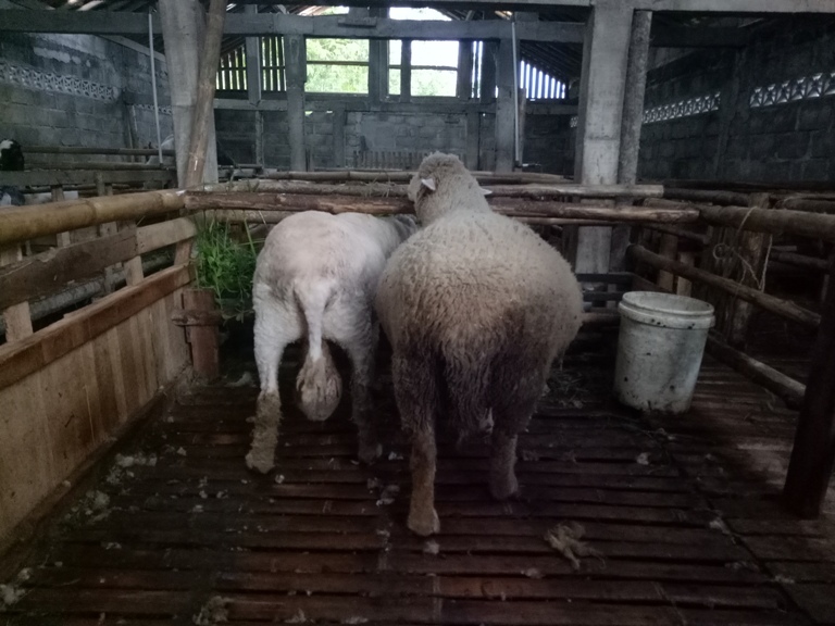 Peternak Domba Merino Yogyakarta - Jual Domba Merino Jogja - Peternakan ...