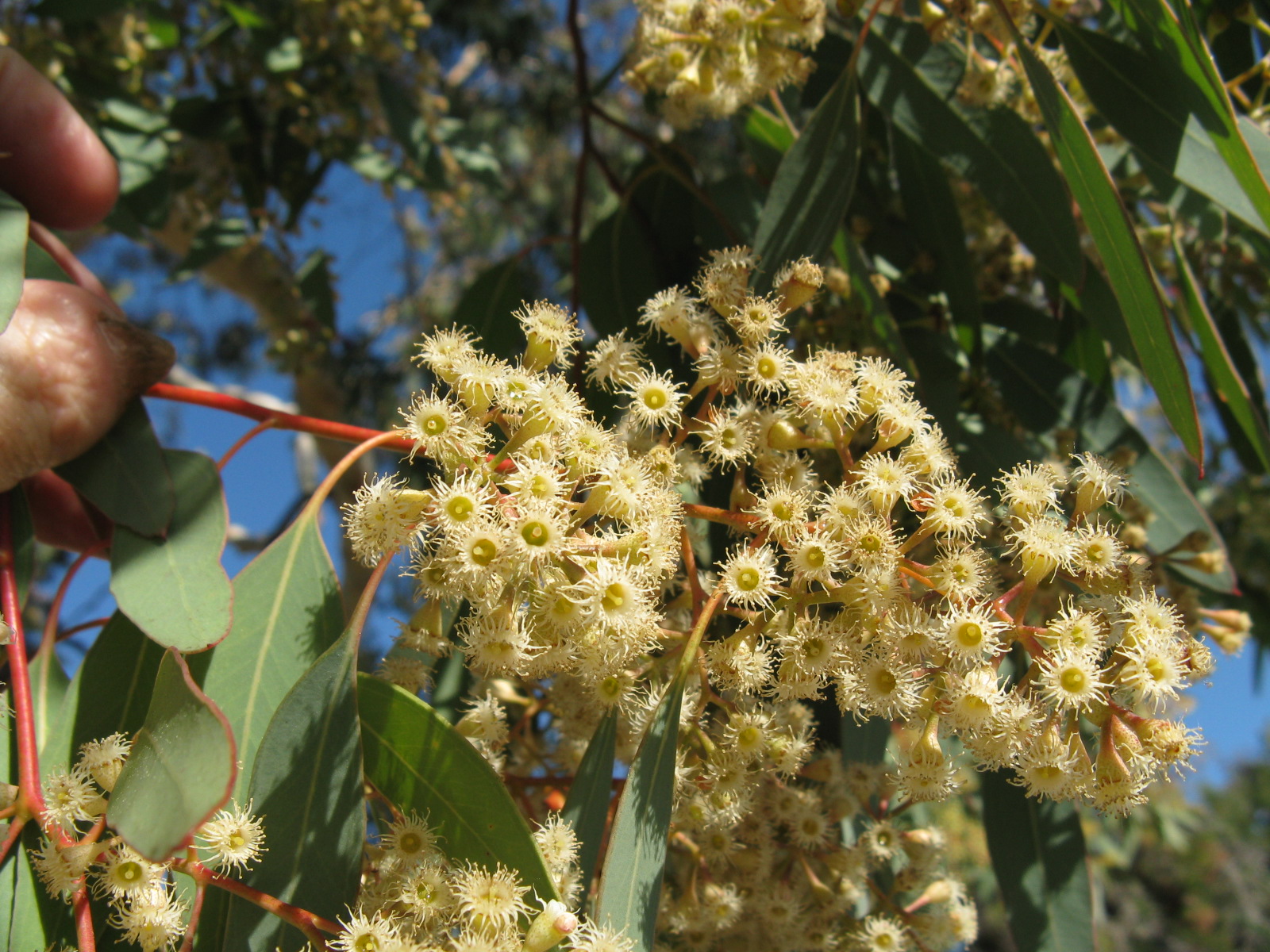 Trees of Santa Cruz County: Eucalyptus polyanthemos - Silver Dollar Tree
