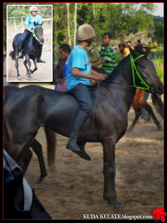 KUDA KELATE: Koleksi Kuda - PADI A