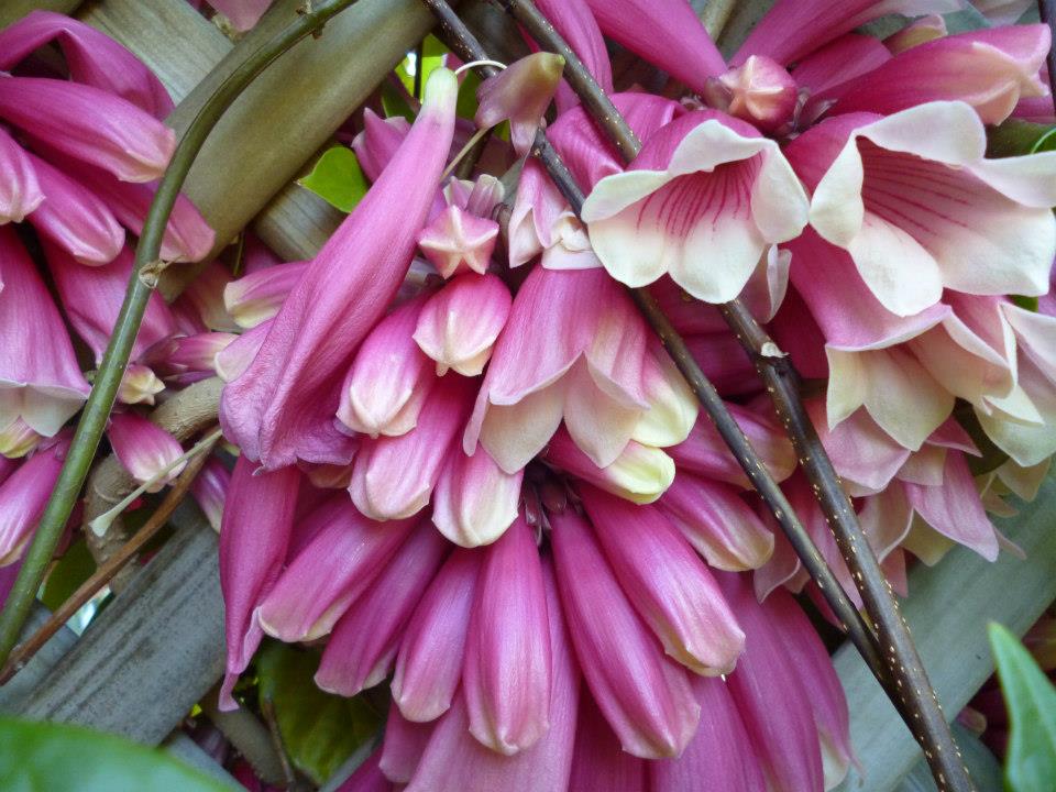 Photography with Dr. Ernie.: A long unidentified vine flower: New ...
