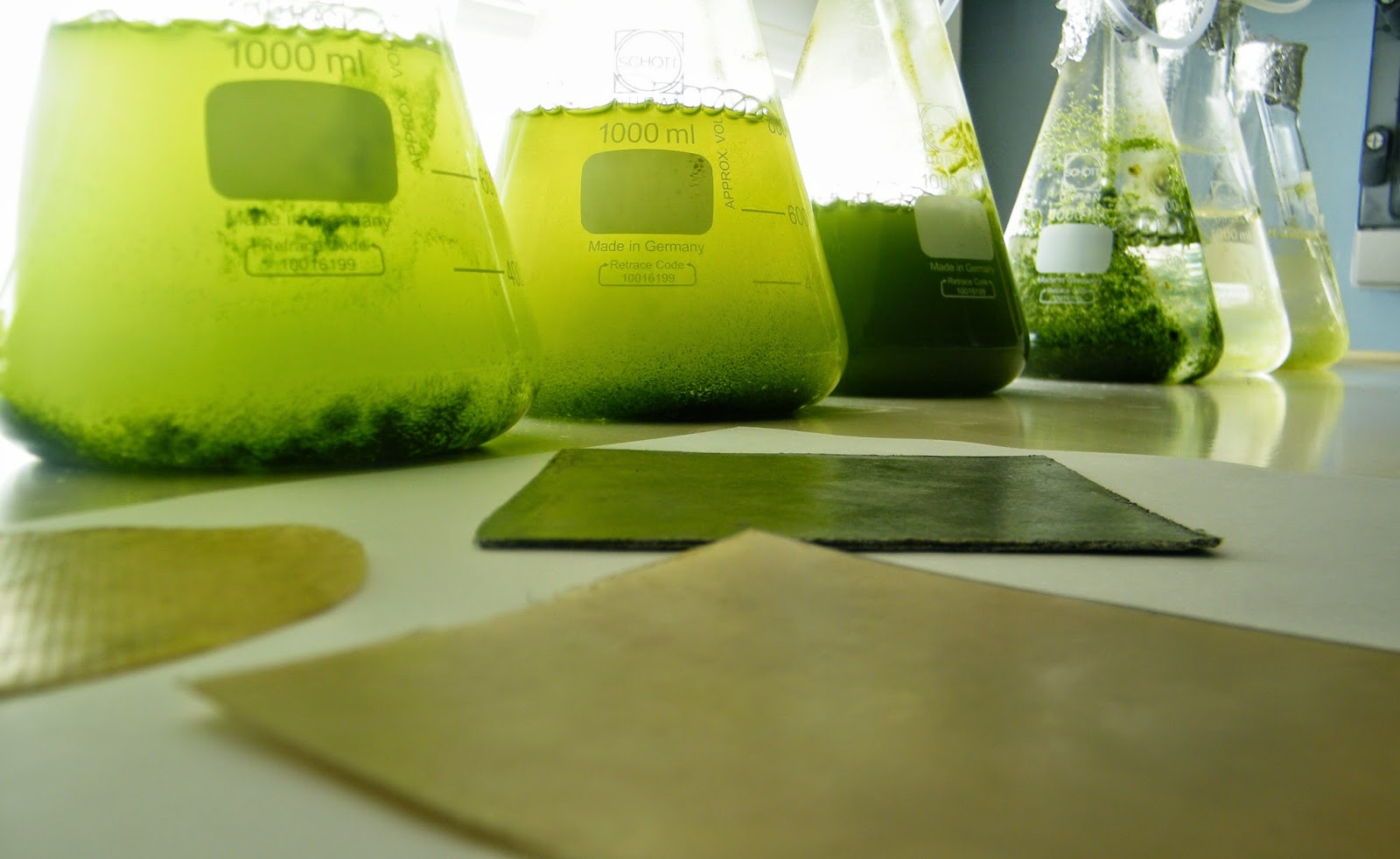 Biomateriales: alternativas sustentables al mundo de plástico | Cafés ...