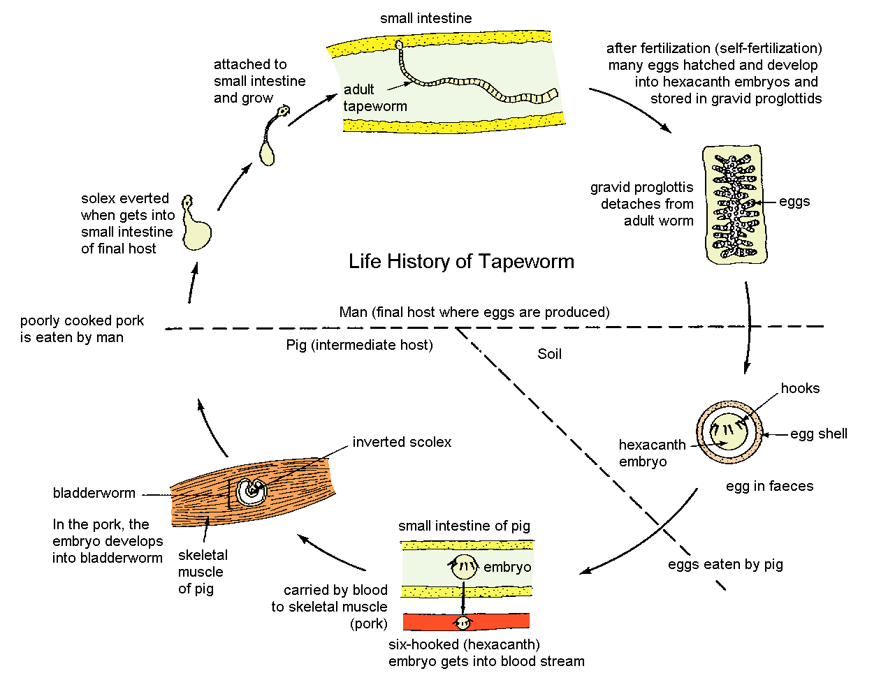 digestive system