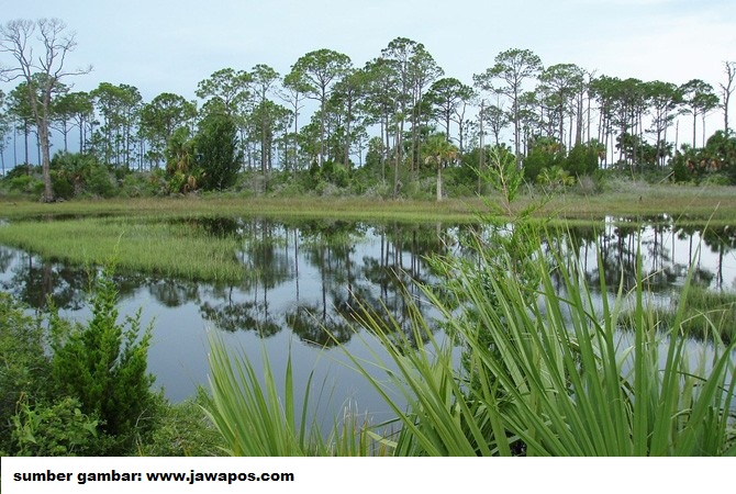 Arah Pengembangan Pertanian pada Lahan Rawa | anakagronomy[dot]com