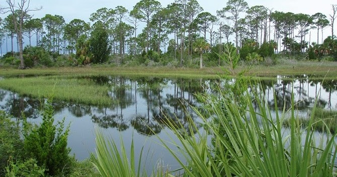 Arah Pengembangan Pertanian pada Lahan Rawa | anakagronomy[dot]com