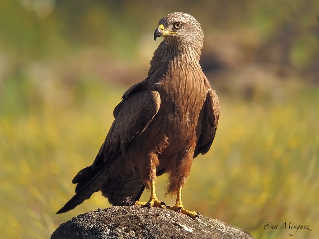 NATURANAFOTOS: Milano negro