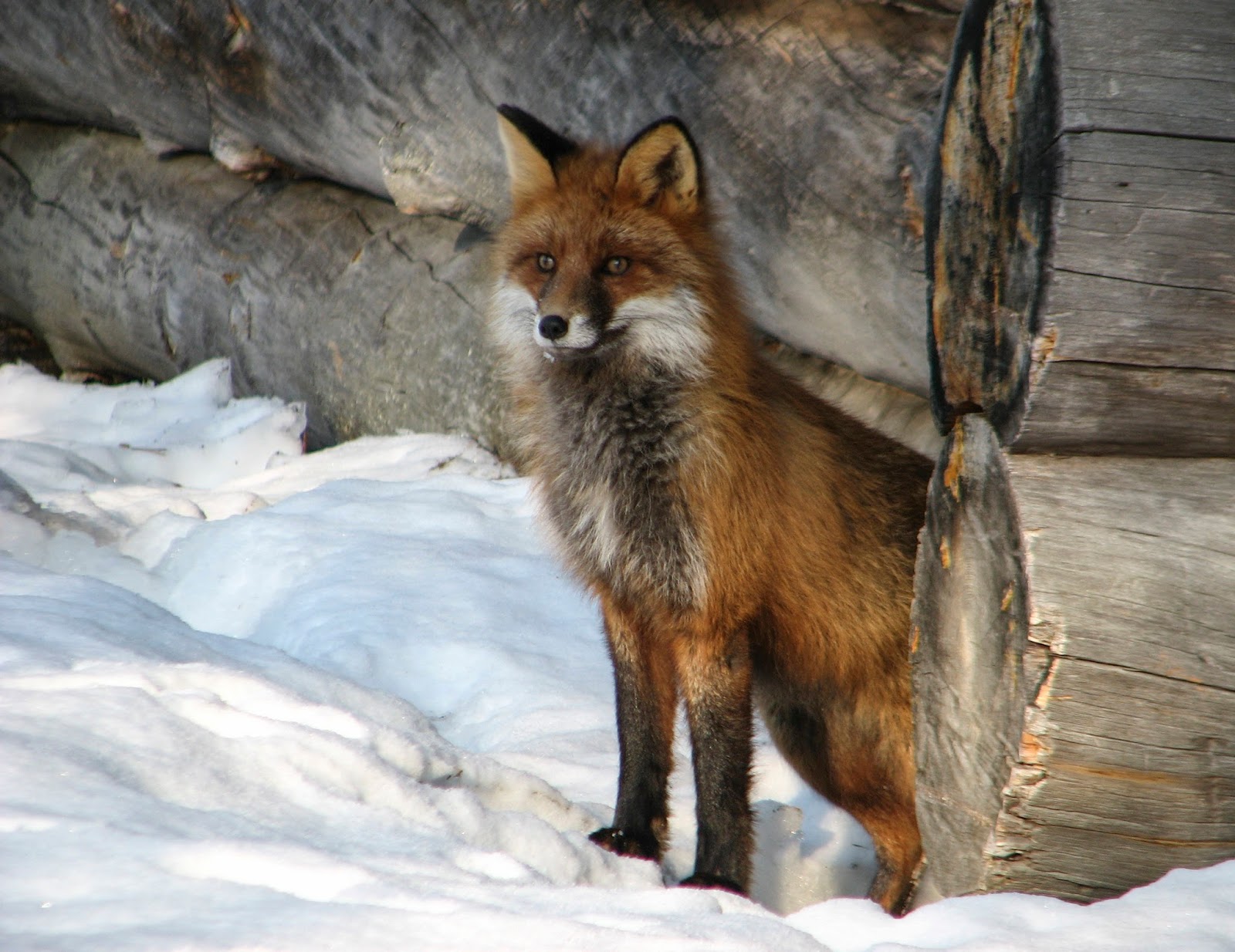 Värriön luontopäiväkirja - Varrio nature diary: Huhtikuun kettu ...