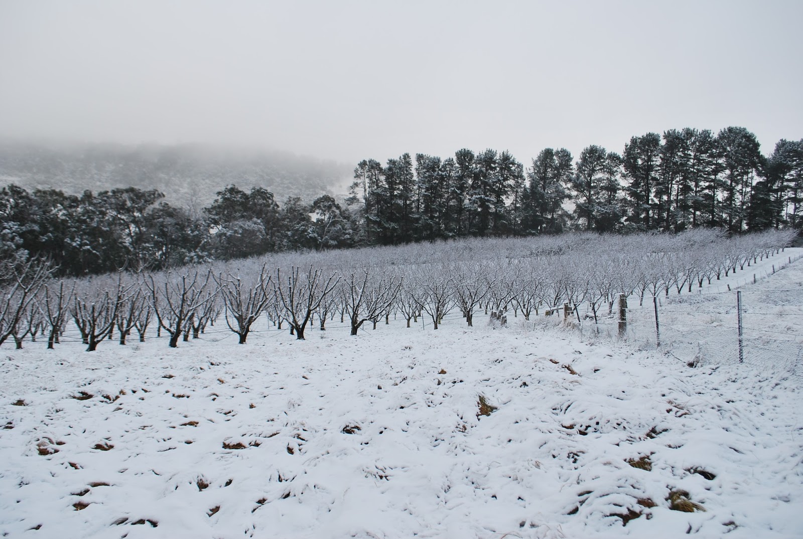 Out and About Cherry Dale: Snow at Cherry Dale Tenterfield