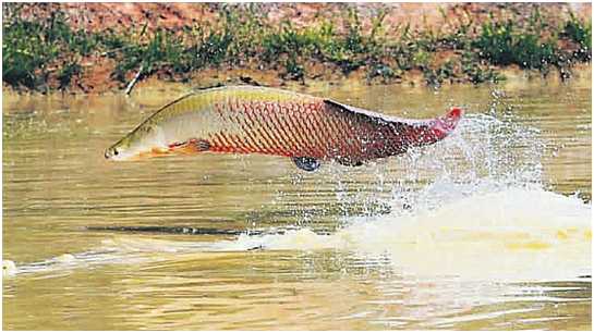 PAICHE: Caso exitoso de manejo de Paiche