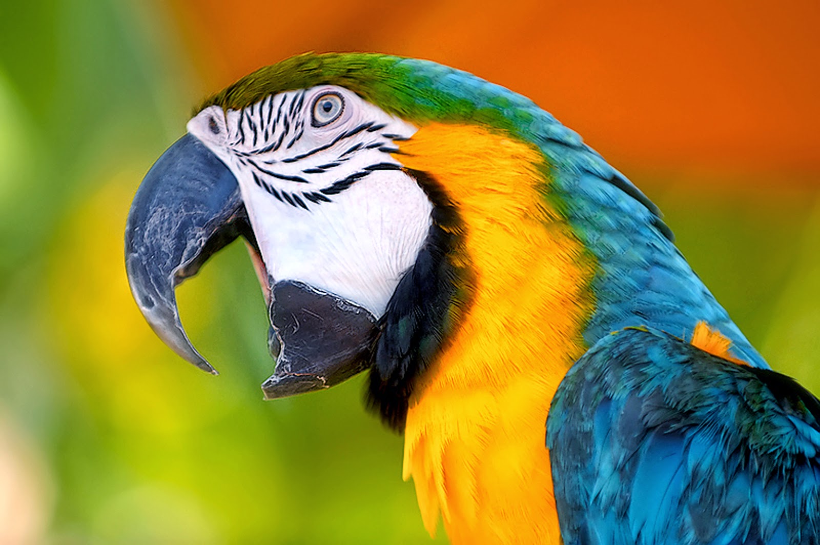 burung | macam macam jenis burung