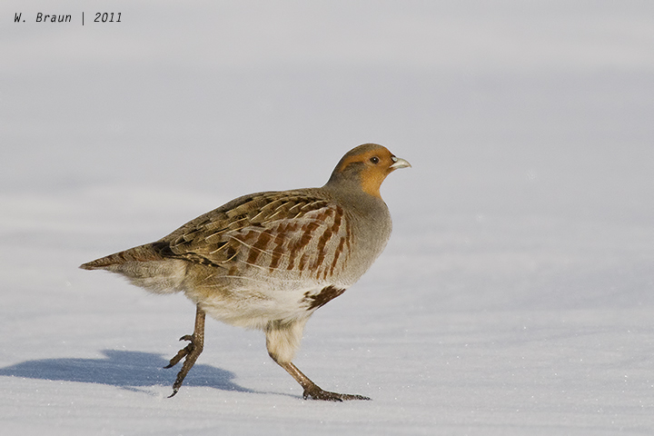 For the birds: Partridges in a stubble field