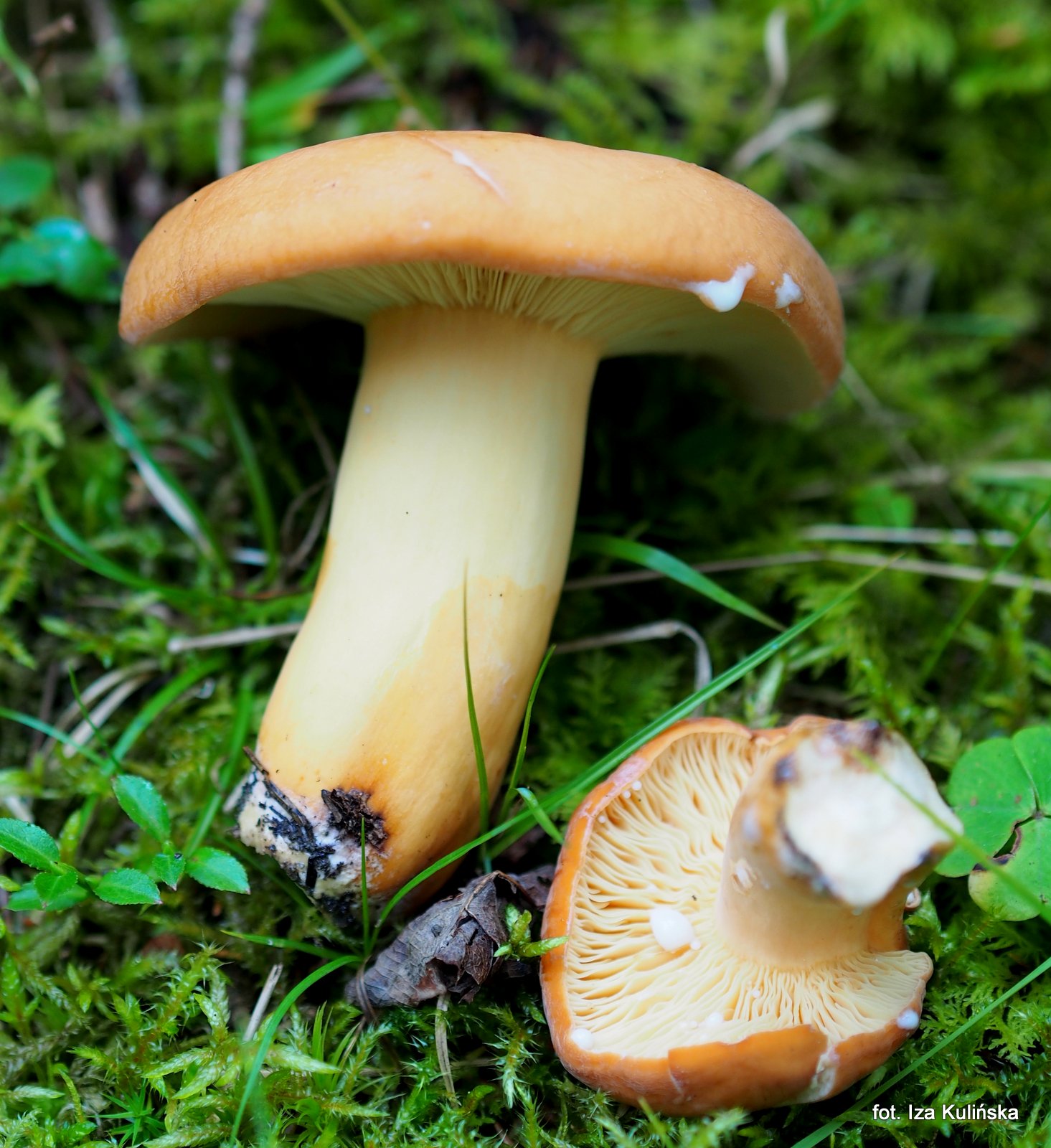 Grzyby gatunkami. Mleczaj smaczny - krówka | Smaczna Pyza