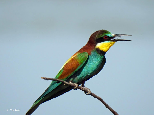PASARI DIN ROMANIA: PRIGORIE, Merops apiaster