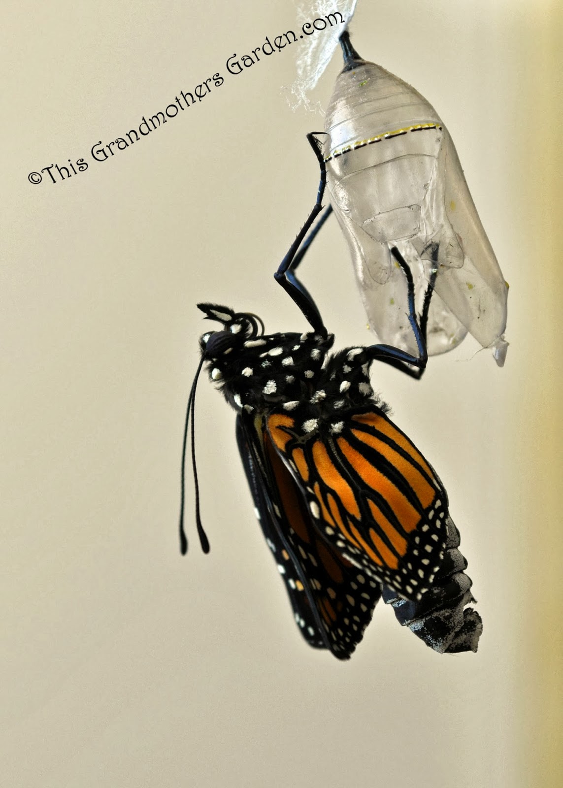 This Grandmother's Garden: Witness to a Miracle... Becoming a BUTTERFLY