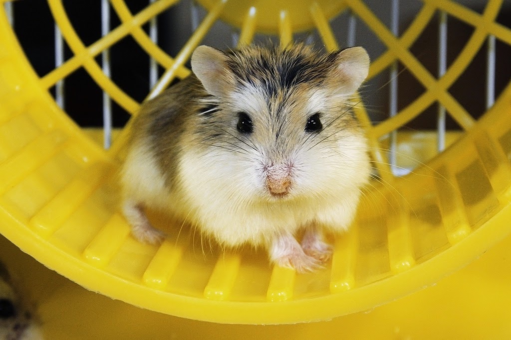 Roborovski hamster, Breeding Roborovski hamster part 2 - veterinary online
