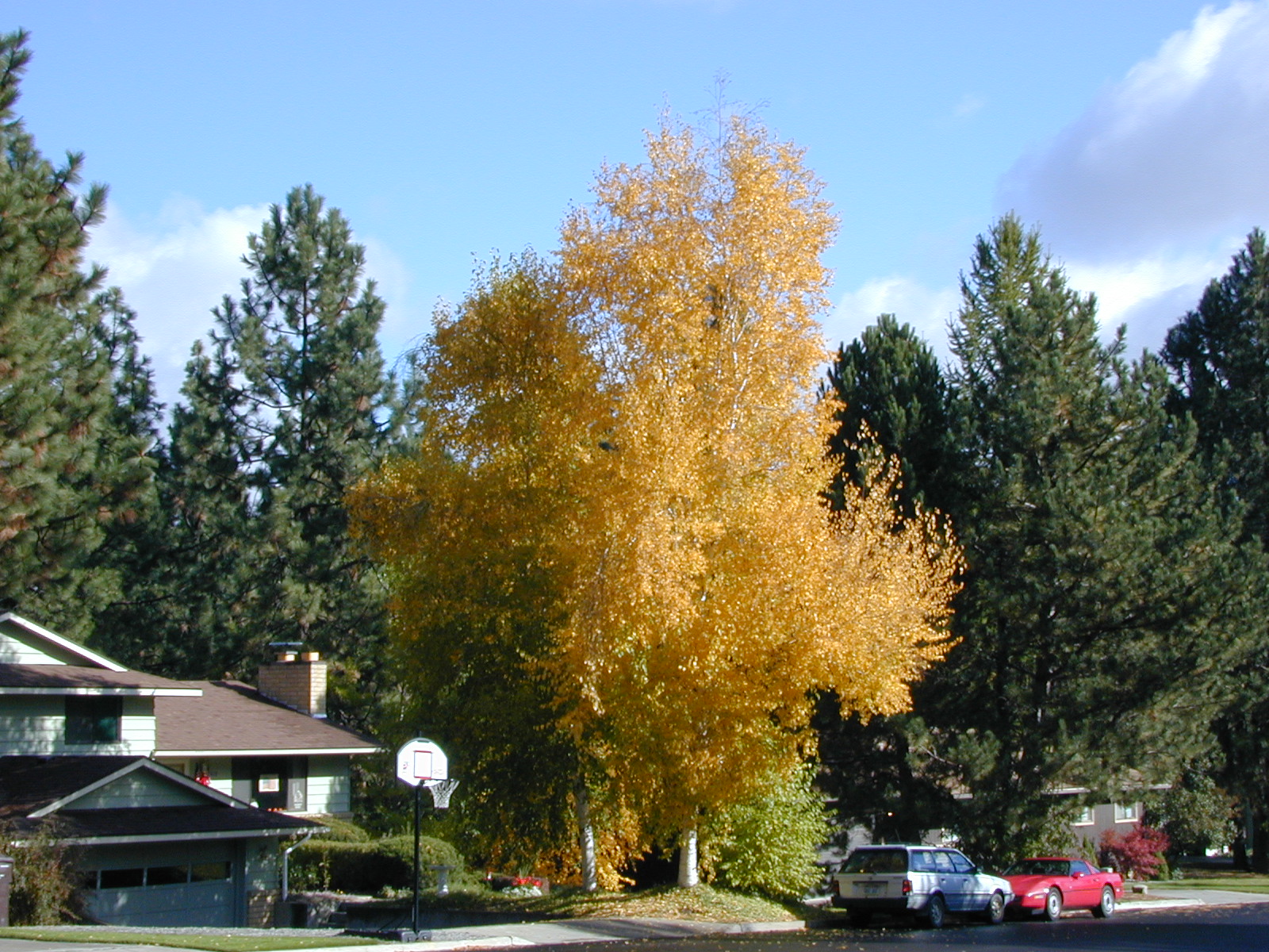 Trees of Santa Cruz County: Betula papyrifera - Paperbark Birch