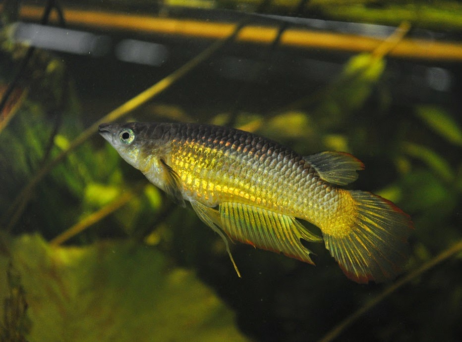 ZOOTOGRAFIANDO (6.096 ANIMALS): PANCHAX RAYADO / STRIPED PANCHAX ...