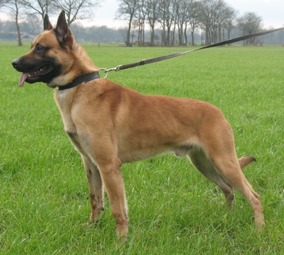 DogWorld: Belgian Shepherd Dog (Malinois) - Βελγικό Ποιμενικό (Μαλινουά)