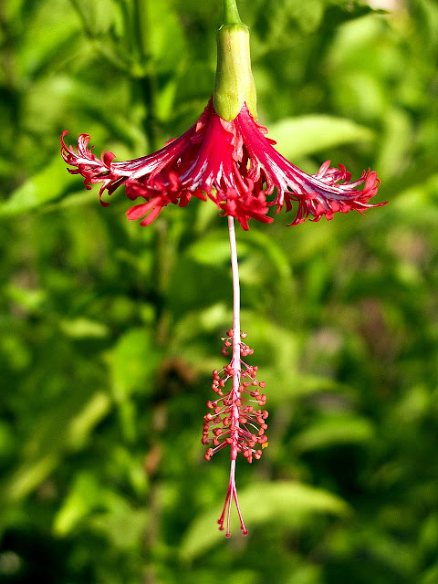 Bunga Raya - Bunga Kebangsaan Malaysia - Relaks Minda