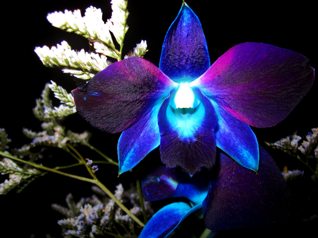 Blue Orchid Wallpaper