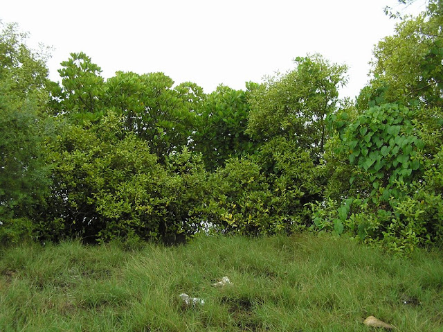 Tamilnadu Tourism: Muthupet Mangroves and Lagoon