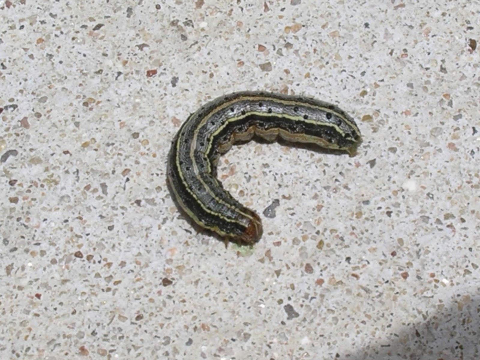 Urban IPM: Fall Armyworms