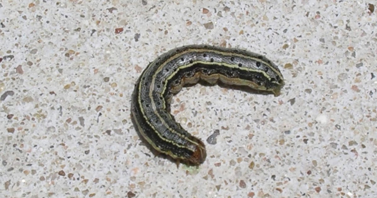 Urban IPM: Fall Armyworms