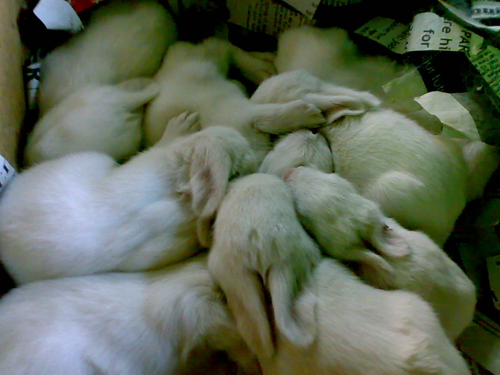 Raising Rabbits: New Zealand Doe Giving Birth