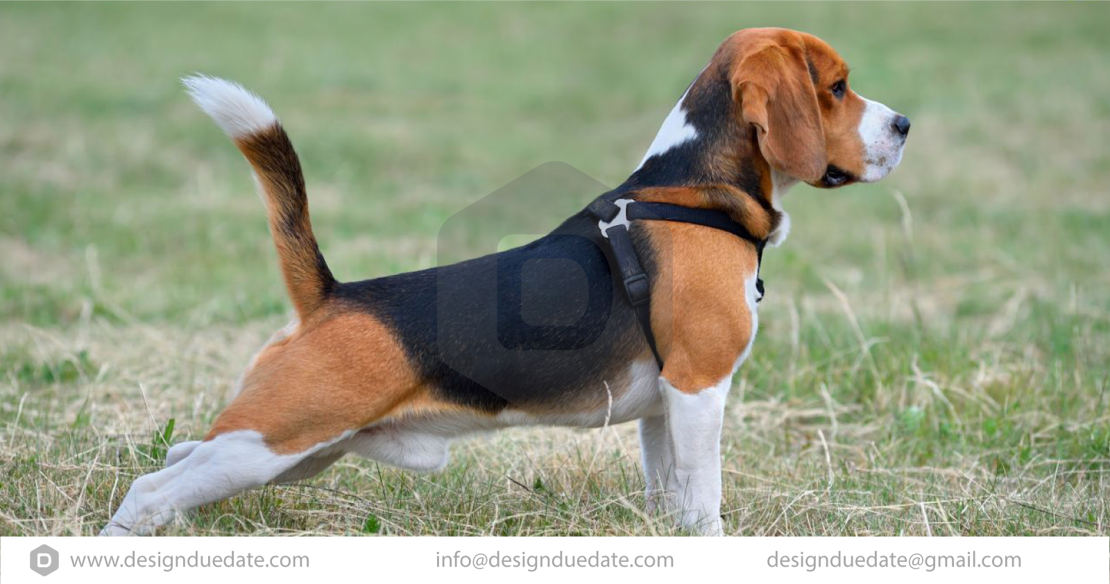 Comment savoir que mon Beagle est de race pure? - Bruno Khater