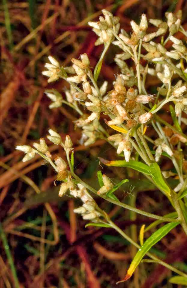 Nature Ramblers: October 17 2013 Ramble Report