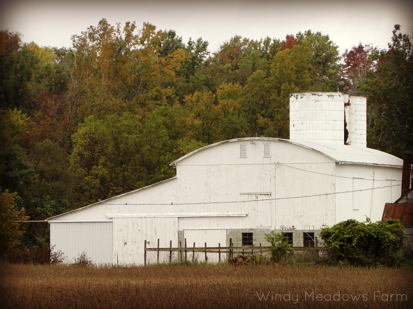 Windy Meadows Farm: rainy day barns...