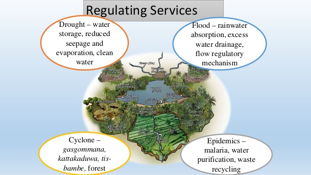 Maintain Ecological Balance