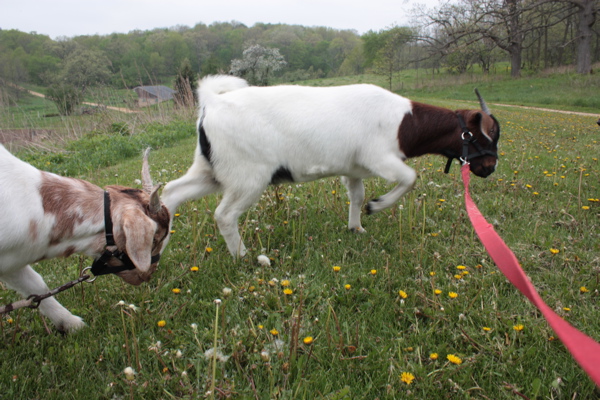 Ba-Gawks: Goat on a rope