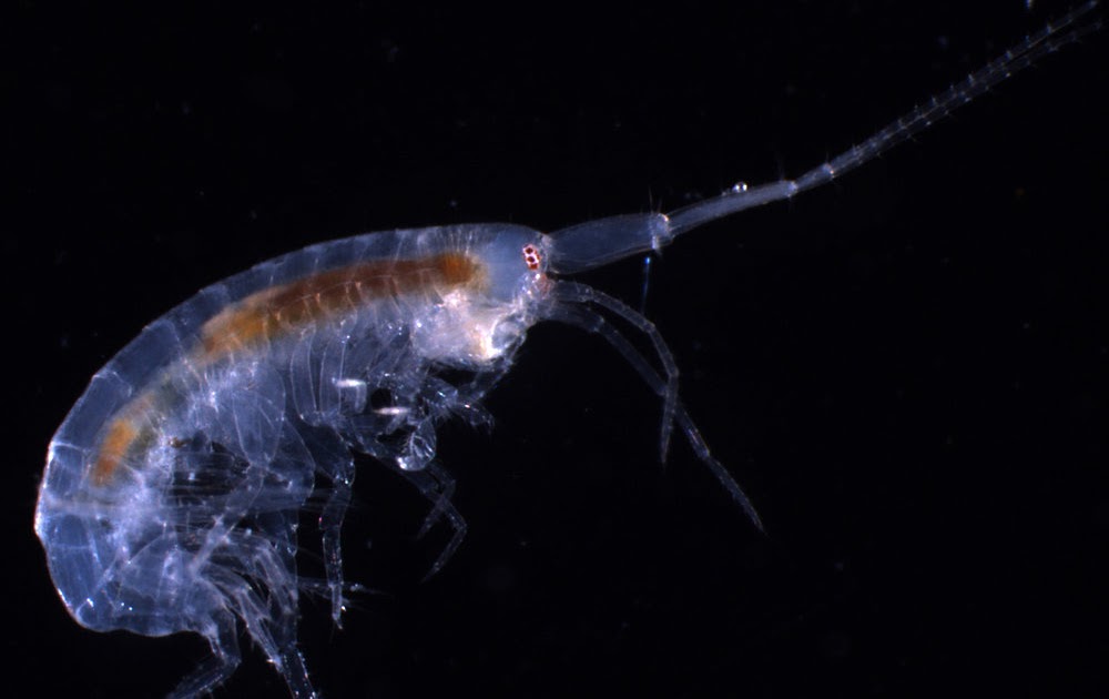 Variety of Life: Melitoidea