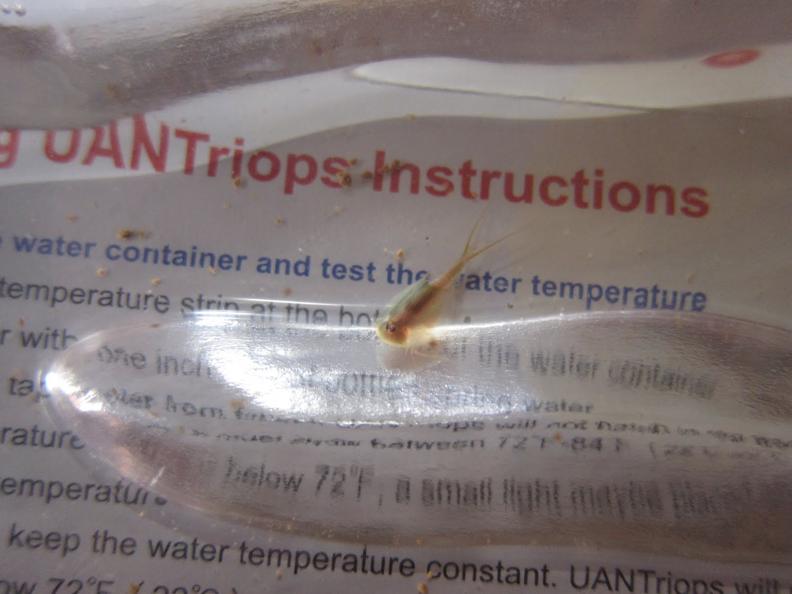 Rainbowaq Triops: Live Breeding!