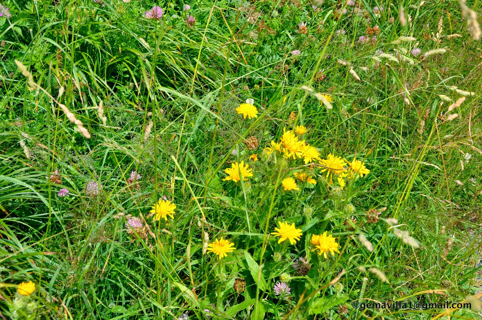 Crepis pyrenaica