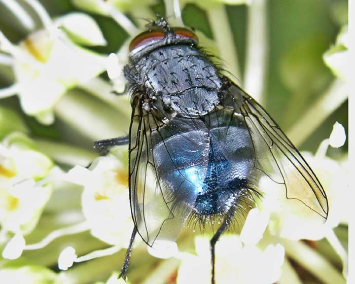 Variety of Life: Calliphoridae