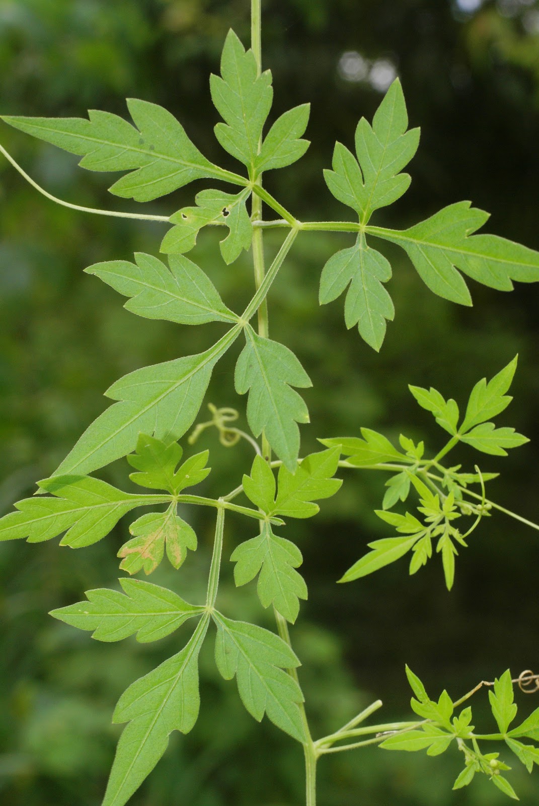Flora de Puerto Rico Ilustrada Papo Vives: SAPINDACEAE CARDIOSPERMUM ...
