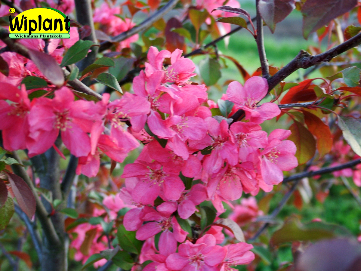 Sol och grönt: maj 2016