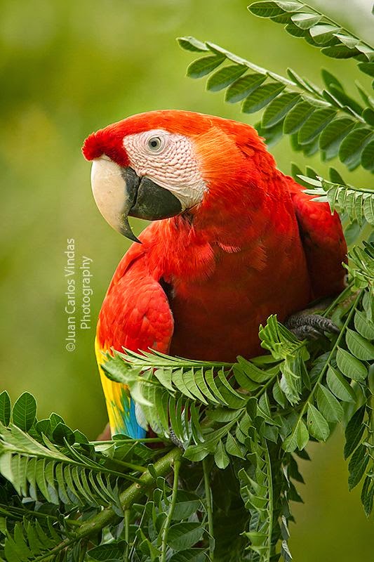 Animal Beauty: Beautiful Parrots P1
