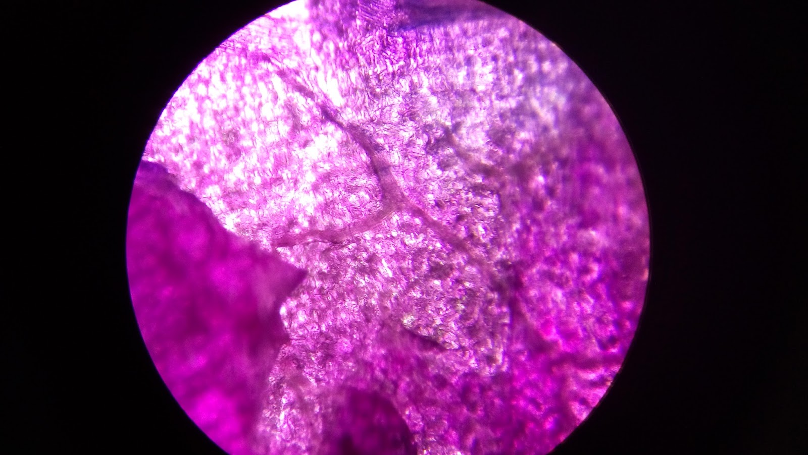 Quimica : como mirar las estomas de una planta