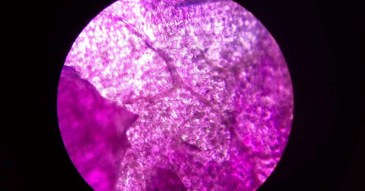 Quimica : como mirar las estomas de una planta