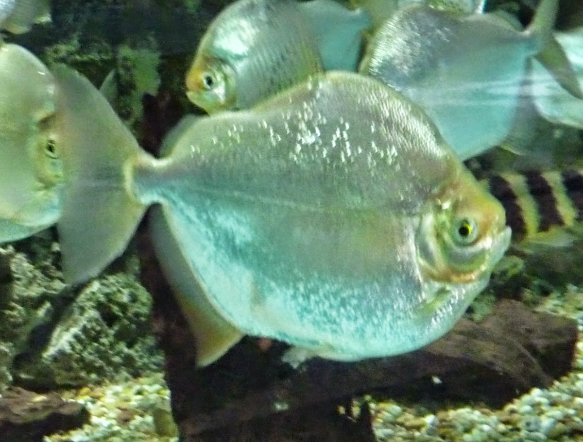 Info animales: COLORES Y FORMAS EN LOS PECES LOS CROMATÓFOROS
